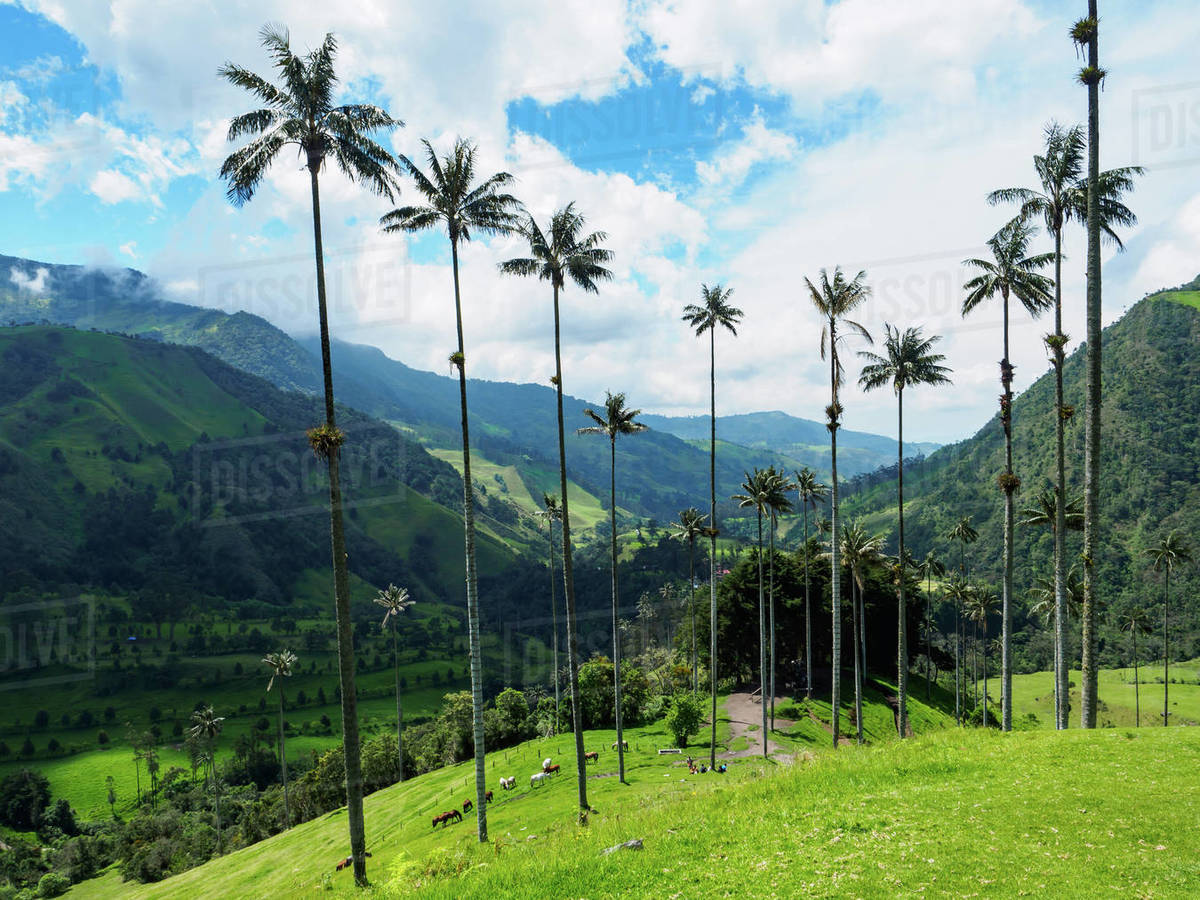 Towering wax palms, Valle de Corcora, near Salento, Colombia, South ...