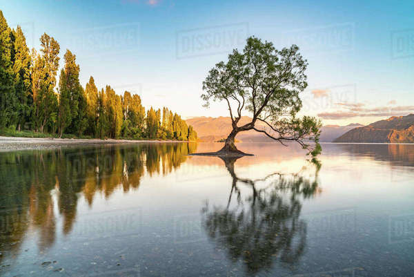 The lone tree in Lake Wanaka in the morning light, Wanaka, Queenstown ...