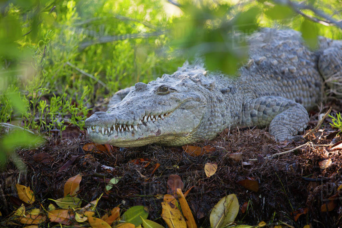 Morelet Crocodile (Crocodylus Moreletii), Rio Lagartos Biosphere ...