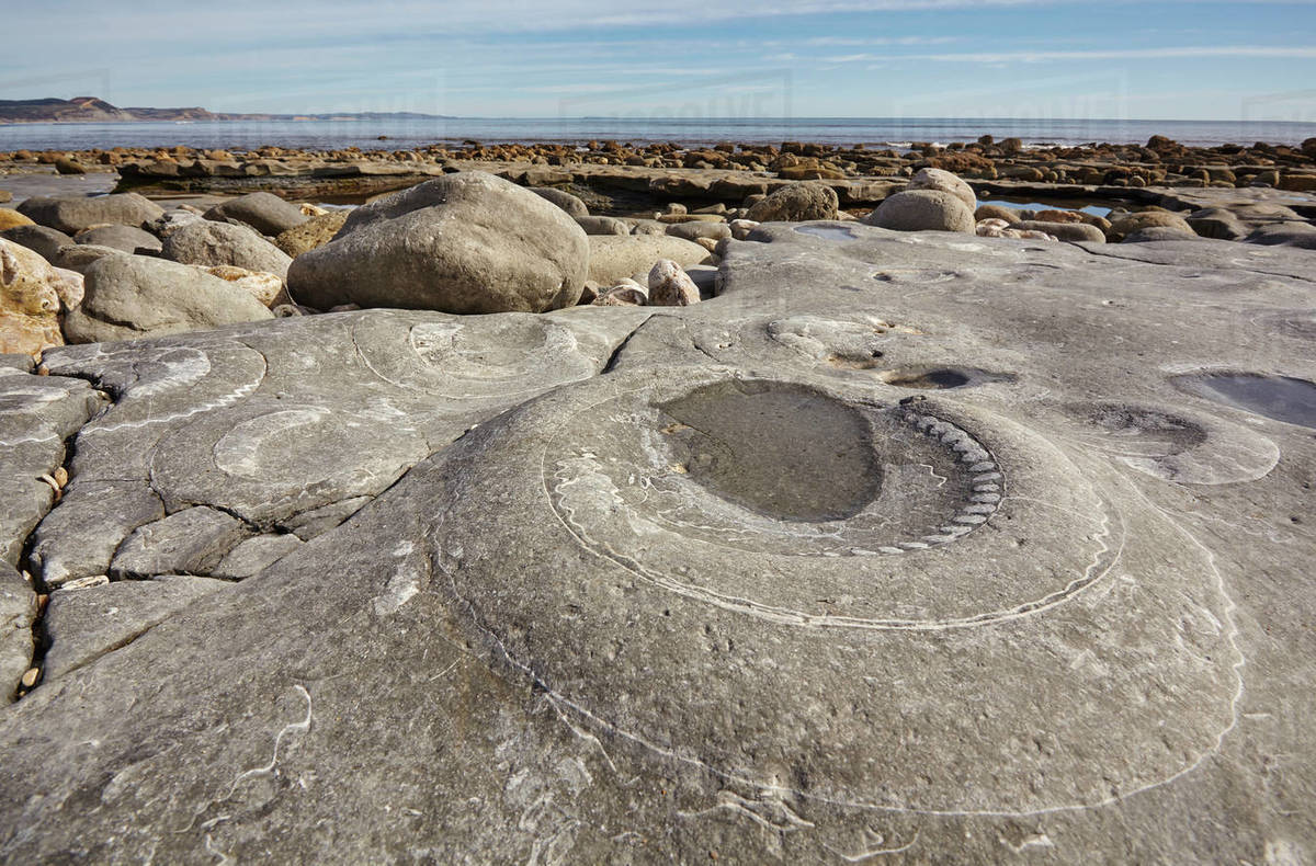 An Ammonite fossil embedded in rocks on Monmouth Beach, near Lyme Regis ...