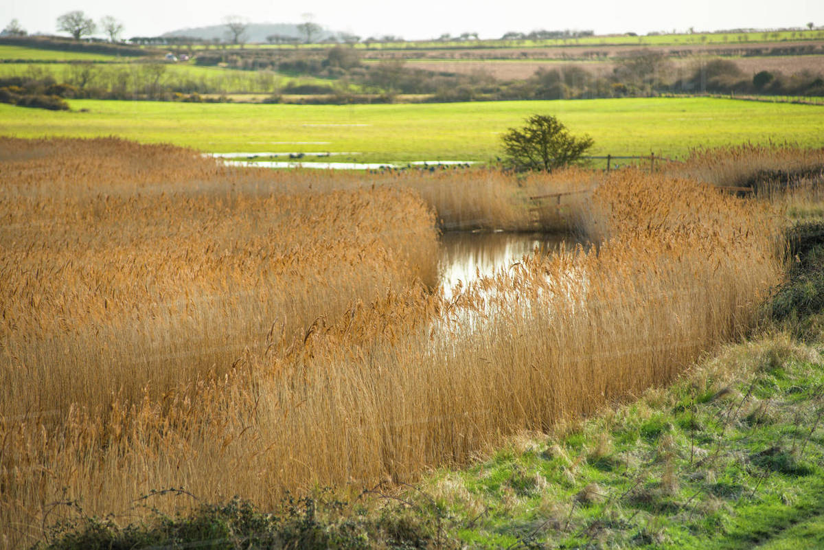 Golden reeds on wetlands off Norfolk Coast Path National Trail near ...