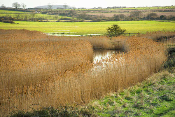 Golden reeds on wetlands off Norfolk Coast Path National Trail near ...
