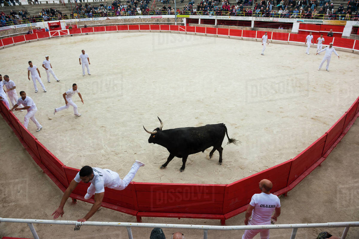 Camargue Bull running, Camargue, Rhone, France, Europe - Royalty-free ...