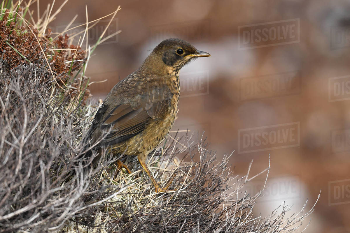 Juvenile Austral thrush (Turdus falcklandii) of the subspecies Falkland ...