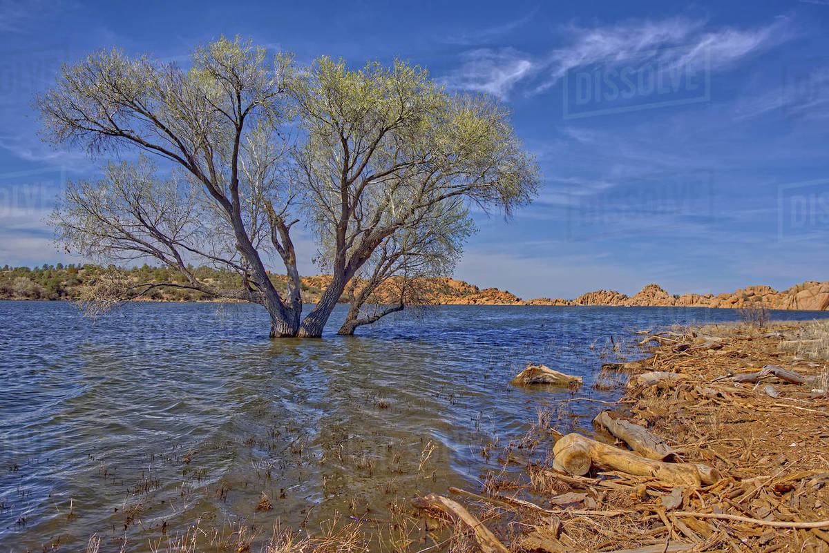A lone tree isolated just off shore in Watson Lake in Prescott, Arizona ...