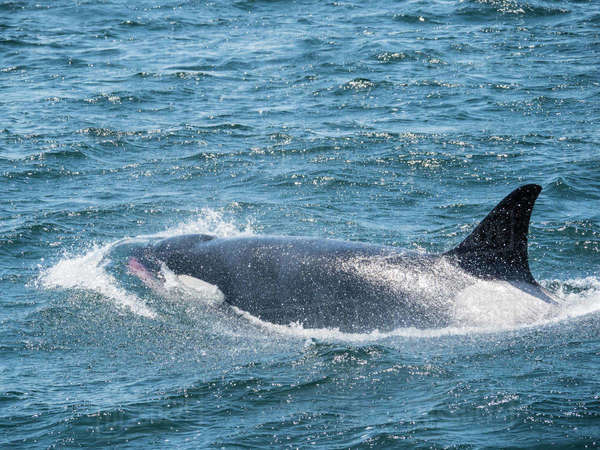 Transient killer whale (Orcinus orca) surfacing with fresh kill ...
