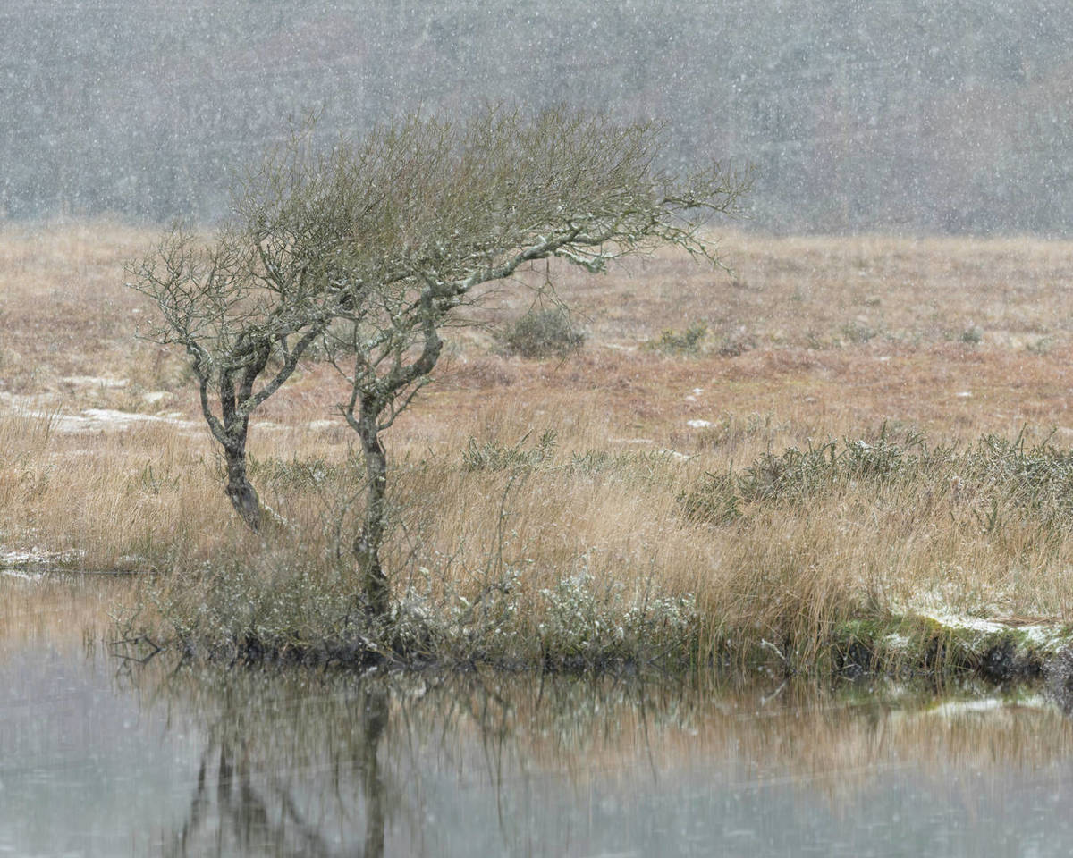 Hawthorn and snowfall, Broad Pool, Gower, South Wales, United Kingdom ...