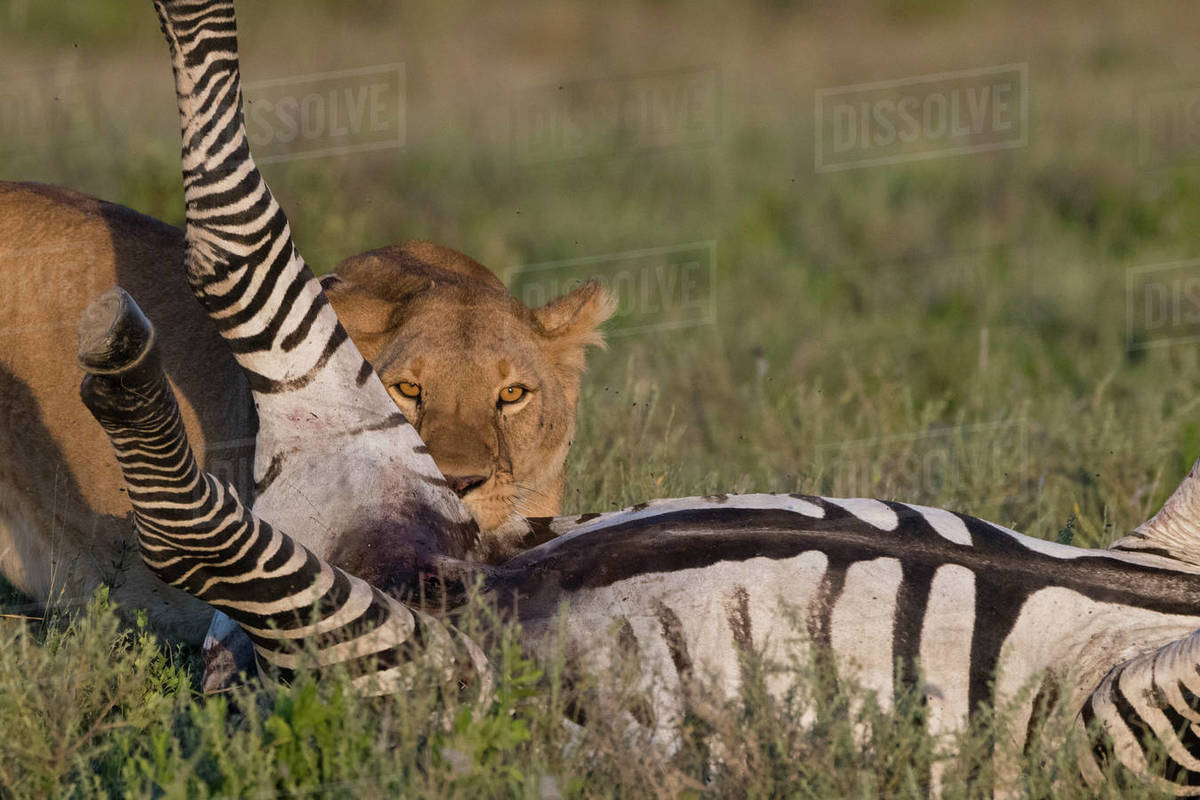 A lioness (Panthera leo) feeding on a common zebra (Equus quagga ...