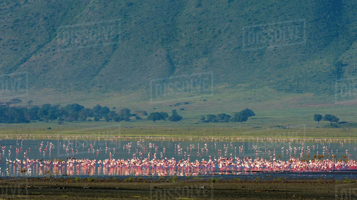Lesser flamingos (Phoenicopterus minor) feeding on crater lake ...