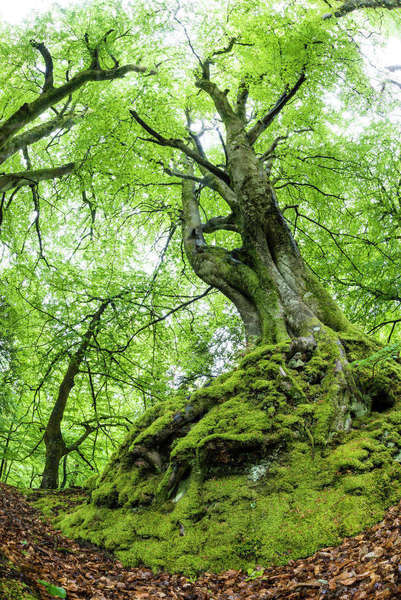 Common beech (Fagus sylvatica) tree in spring, Exmoor National Park ...