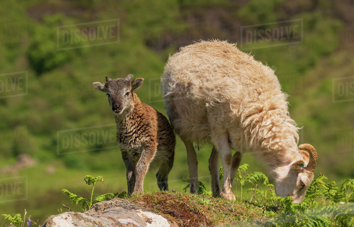 A Soay Hebridean Ewe and lamb at Cleadale crofting community, Isle of ...