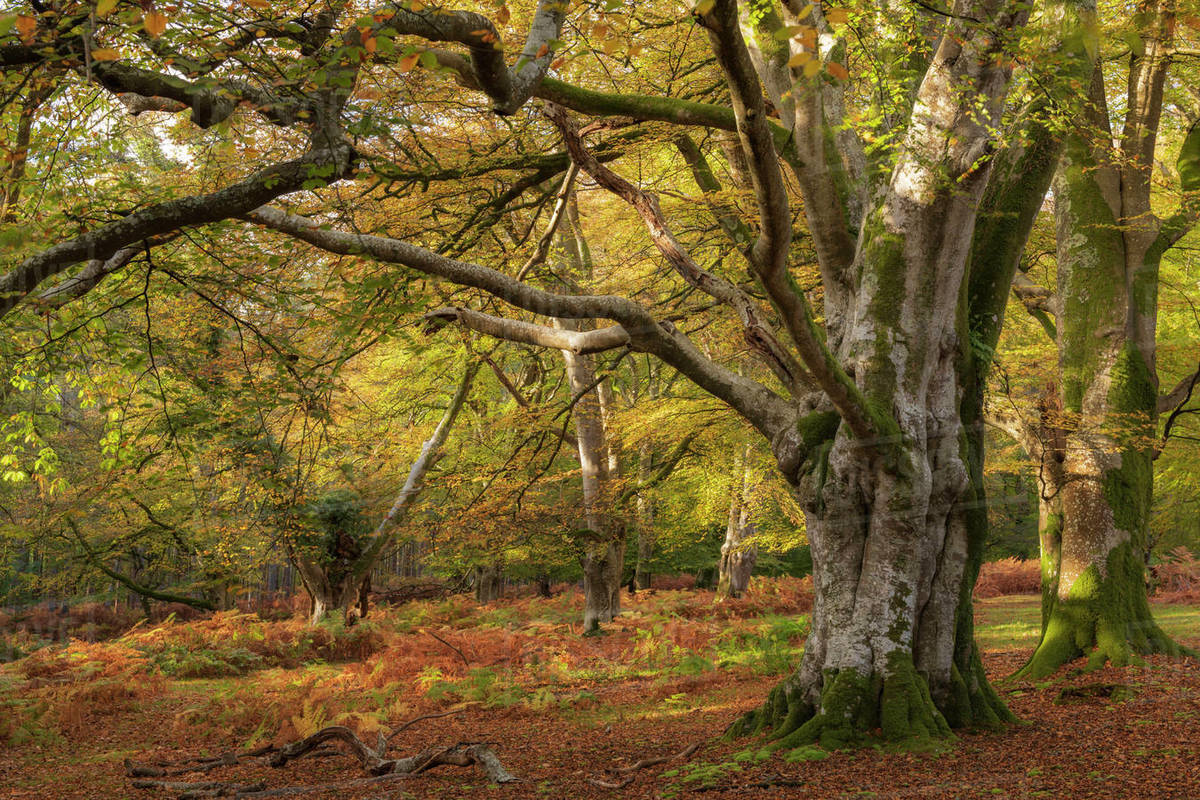 Mature broadleaf woodland at Bolderwood, New Forest National Park ...