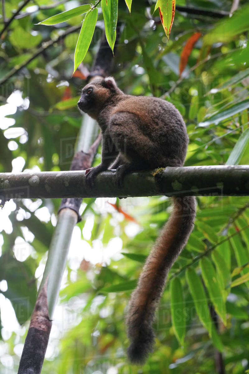 Greater bamboo lemur (Prolemur simus), Parc National de Ranomafana ...