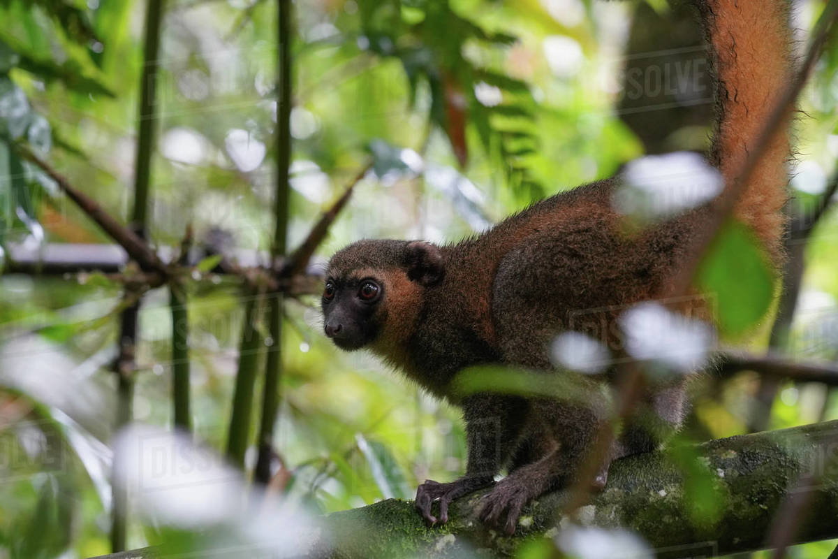 Greater bamboo lemur (Prolemur simus), Parc National de Ranomafana ...
