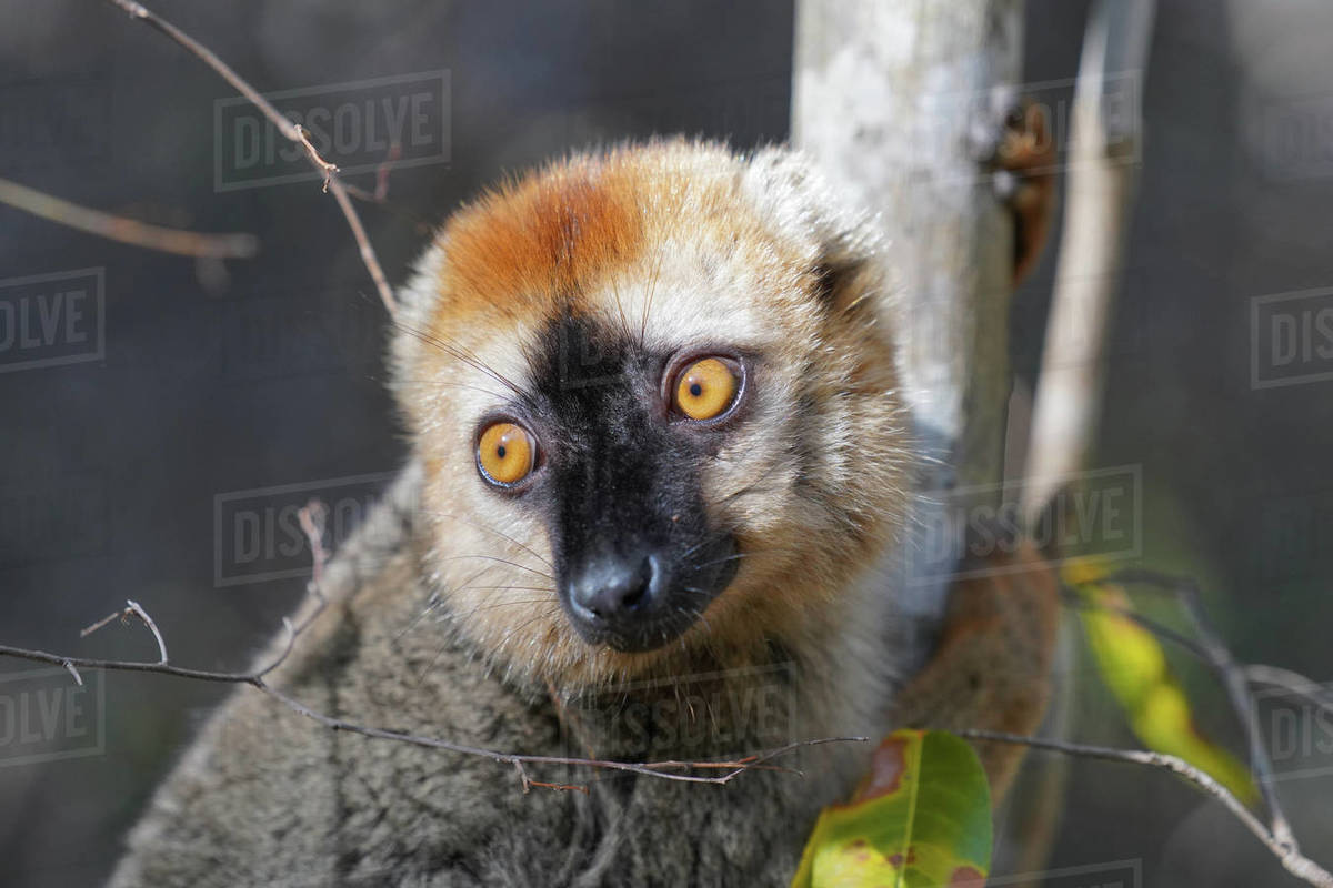 Red-fronted lemur (Eulemur rufifrons) male, Reserve Forestiere de ...