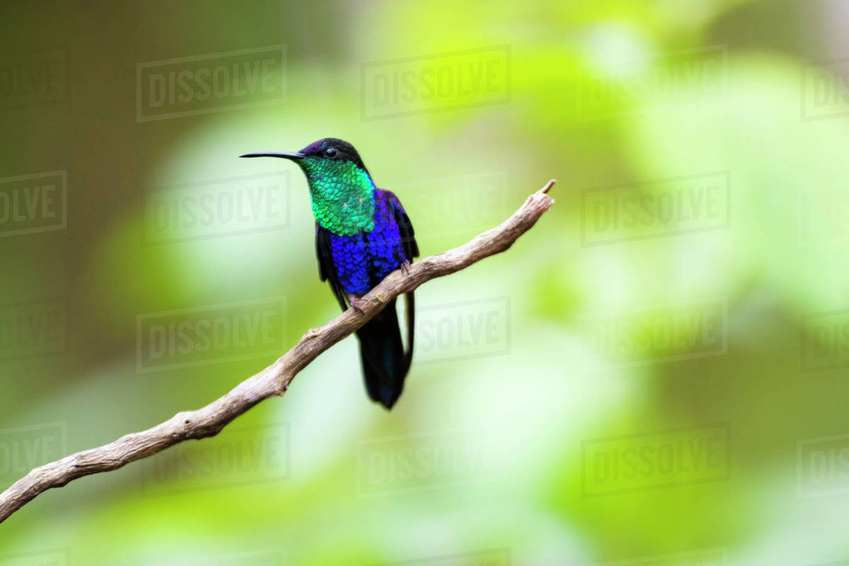 Crowned Woodnymph (Thalurania colombica) a species of Hummingbird at ...