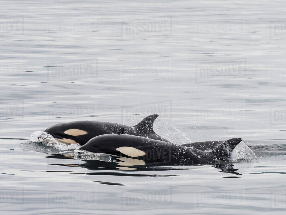 Two young killer whales (Orcinus orca), surfacing near St. Paul Island ...