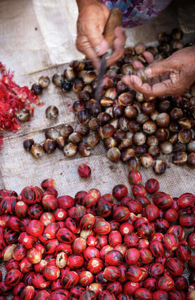 Detail of a woman separating mace from nutmegs, Banda, Maluku, Spice ...
