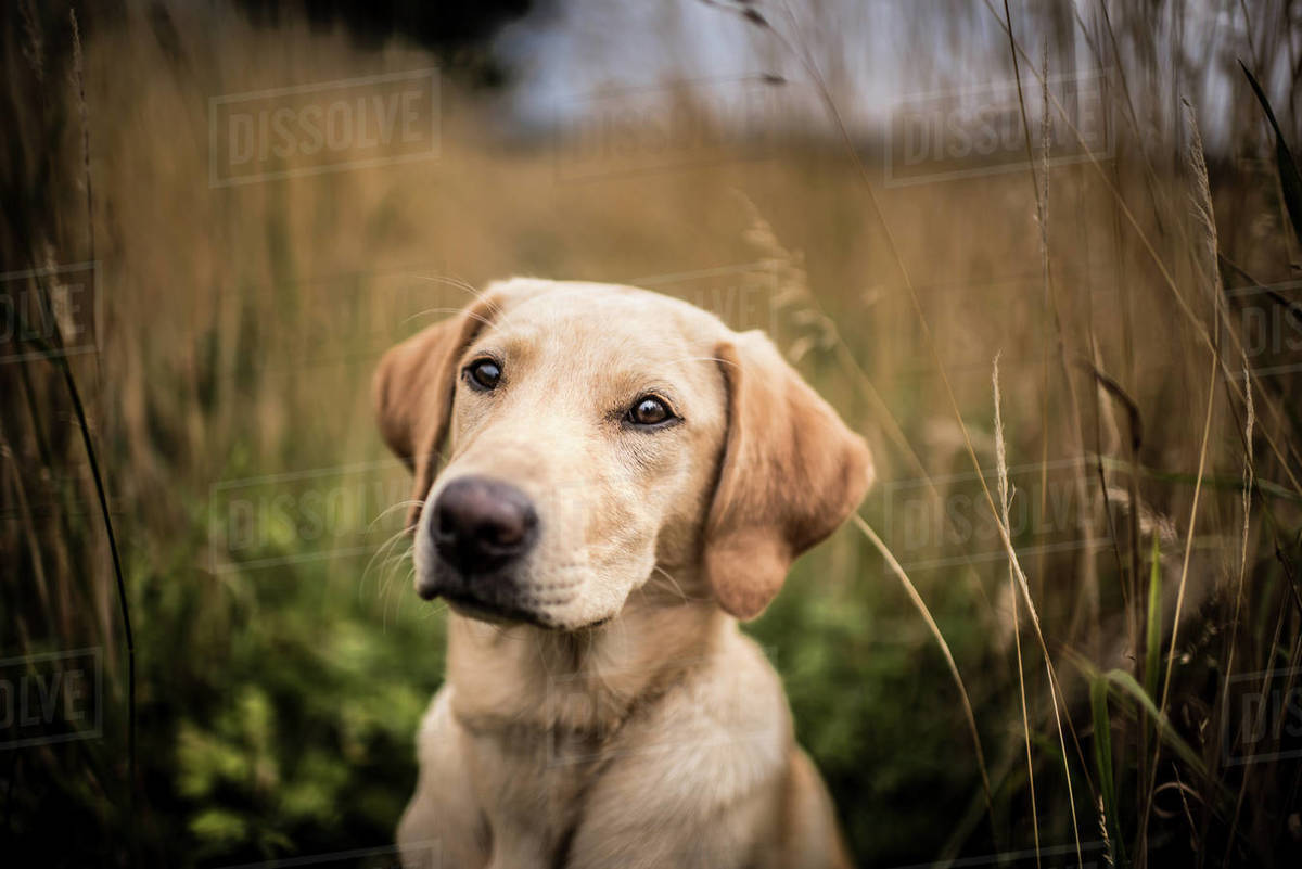 Portrait of a young Golden Labrador sitting in a field, United Kingdom ...