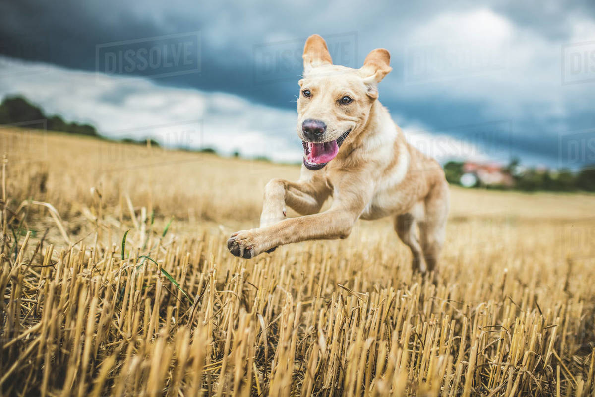 Golden Labrador running through a field of wheat, United Kingdom ...