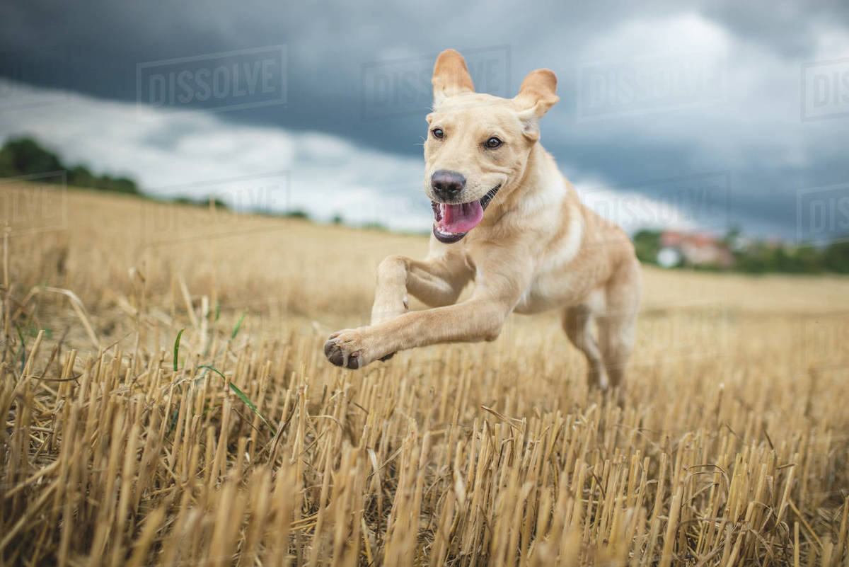 Young Labrador running through a field of wheat, United Kingdom, Europe ...