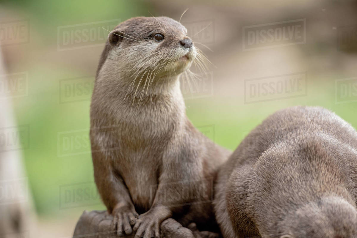 Otter, United Kingdom, Europe - Royalty-free Stock Photo | Dissolve