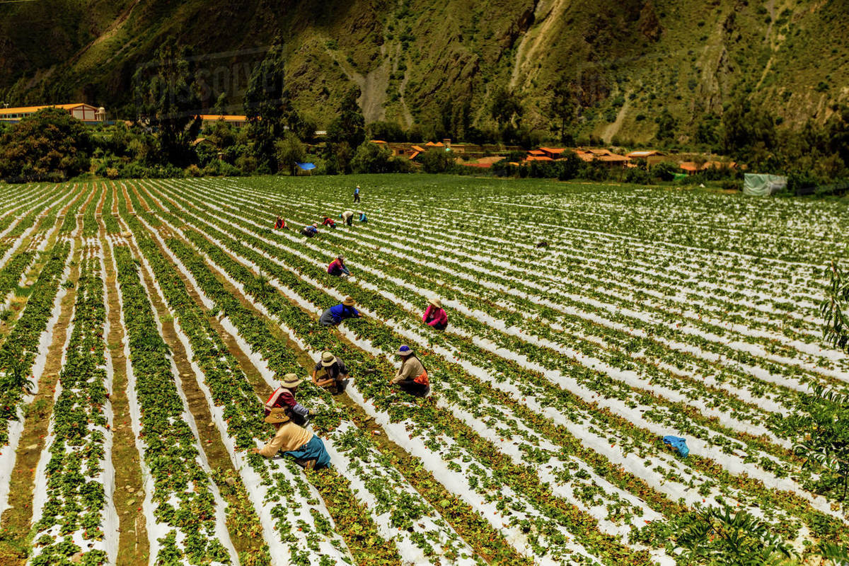 Farmland at El Albergue next to Peruvian mountains, Peru, South America ...