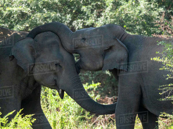 Young Asian elephants (Elephas maximus), mock fighting in the forest ...