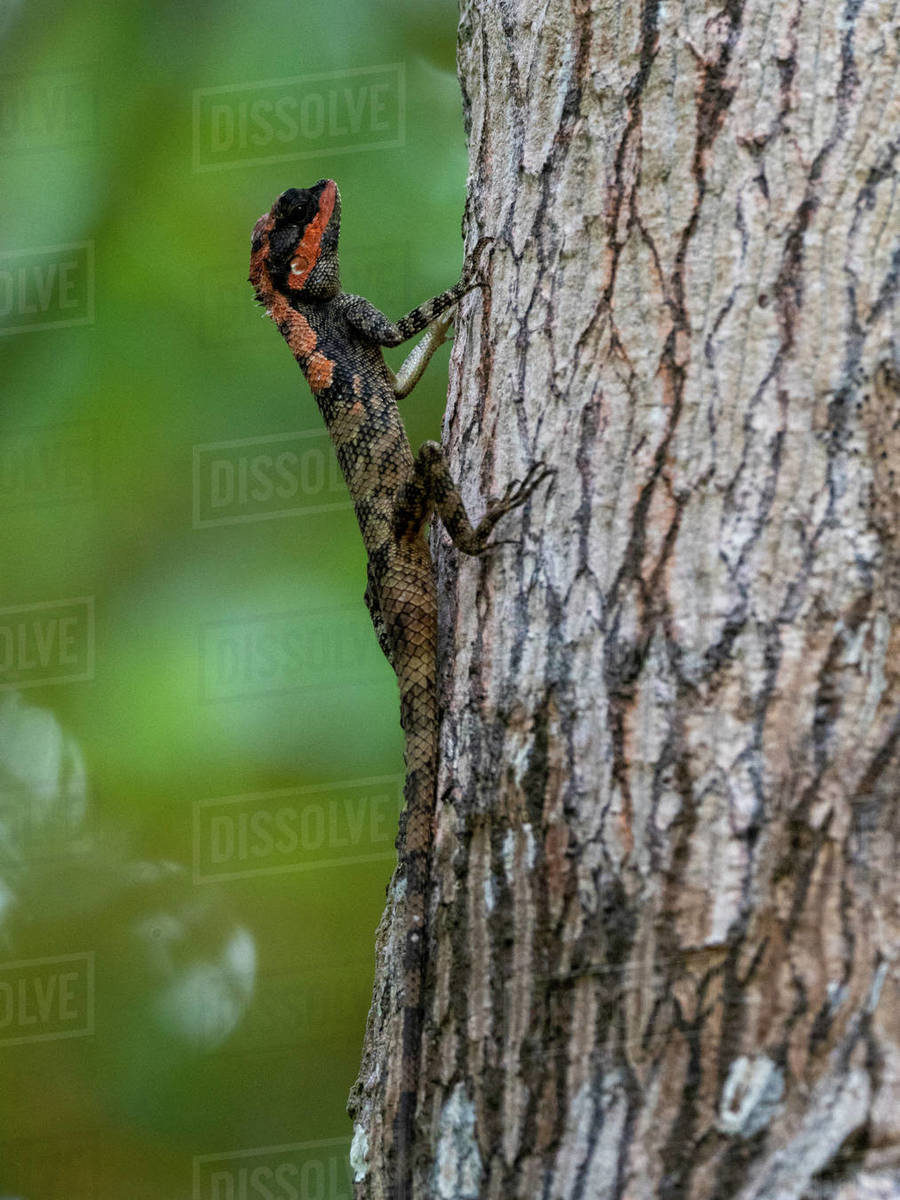 An adult male painted lip lizard (Calotes ceylonensis), changing colors ...