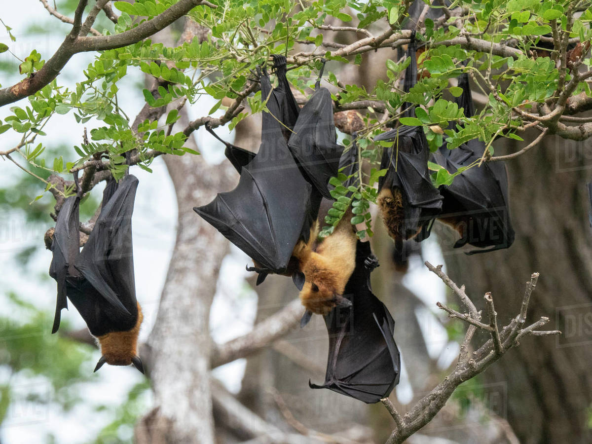 Adult Indian flying foxes (Pteropus medius) roosting during the day ...