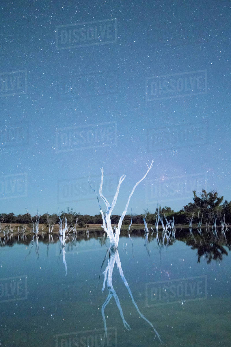 Swamp under the night sky, Towerrining, Western Australia, Australia ...
