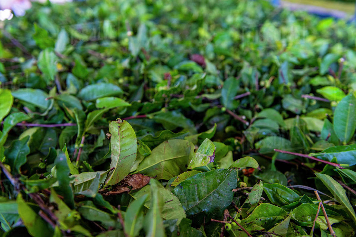 Tea processing in the Antique Assam Tea Farm, Sun Moon Lake National ...