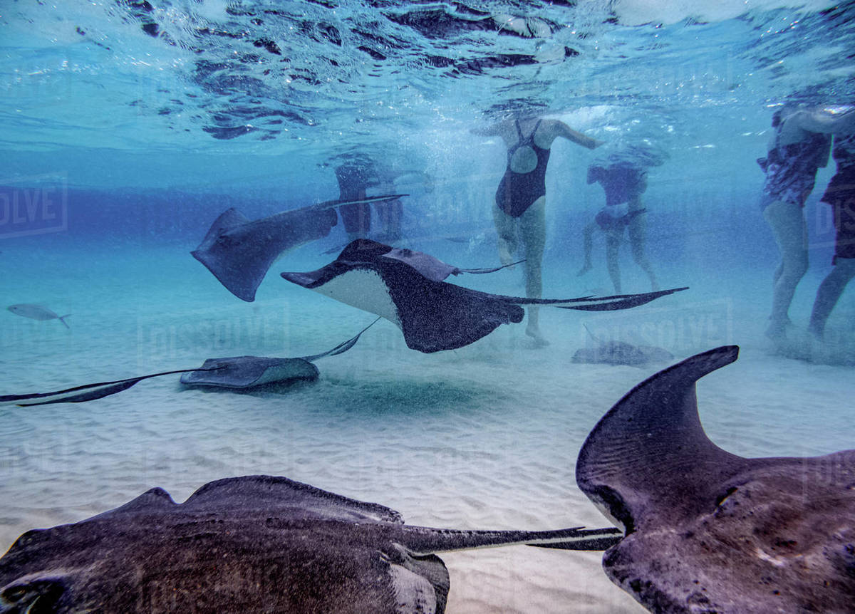 Southern stingray (Hypanus americanus), Stingray City, Grand Cayman ...