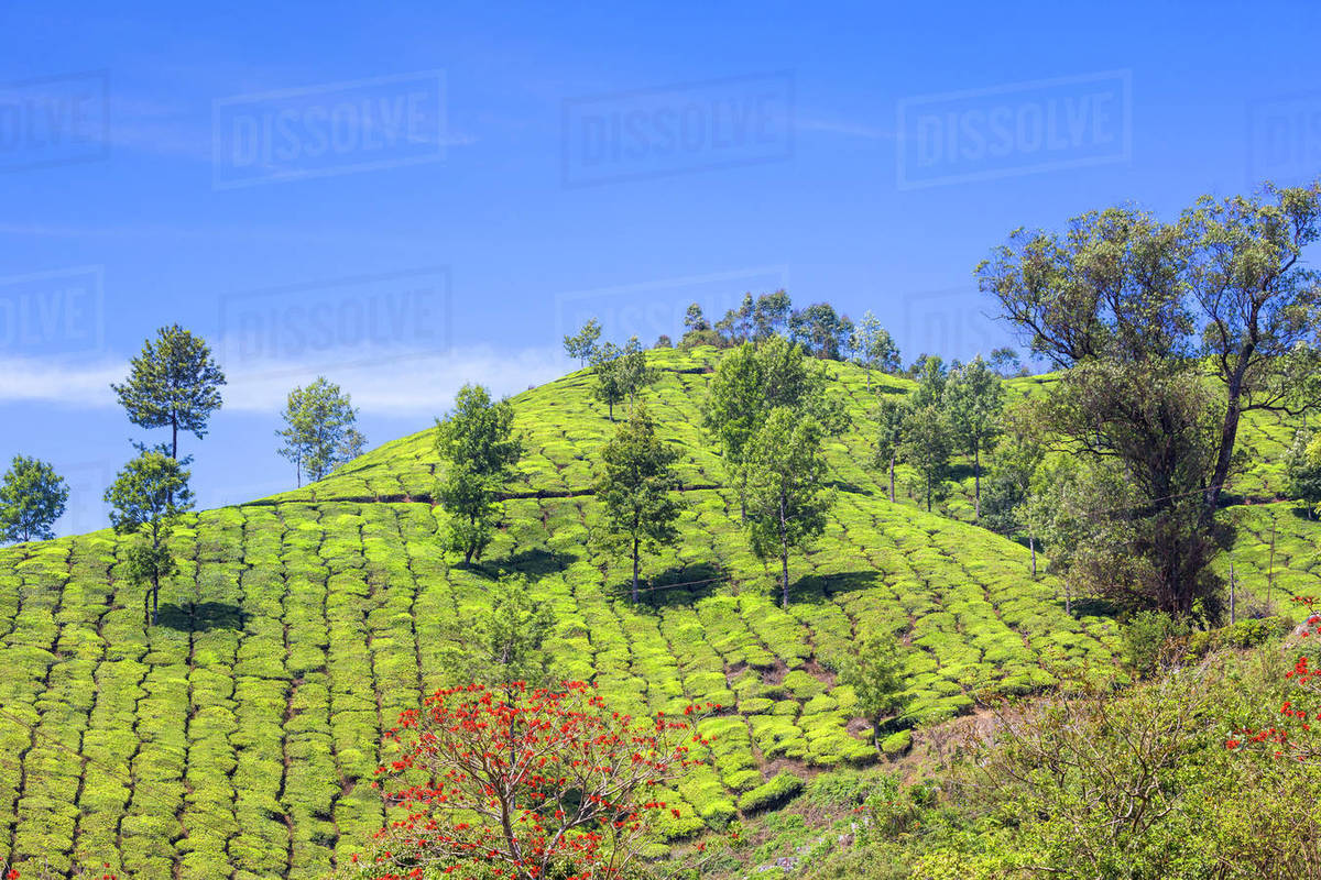Tea Estate, Munnar, Kerala, India, Asia - Royalty-free Stock Photo ...