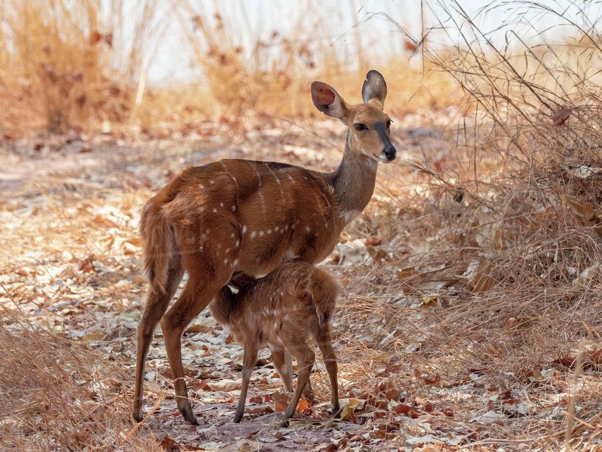 Cape bushbuck (Tragelaphus sylvaticus), mother nursing calf in Musango ...
