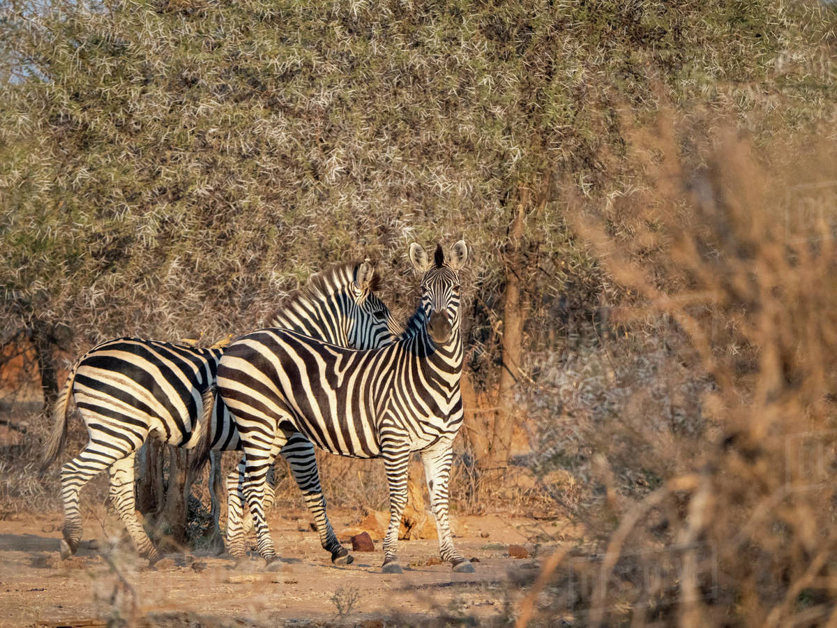 Adult plains zebras (Equus quagga), in Save Valley Conservancy ...