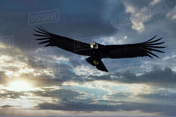 Andean Condor (Vultur gryphus) in flight, Coyhaique Alto, Aysen Region ...