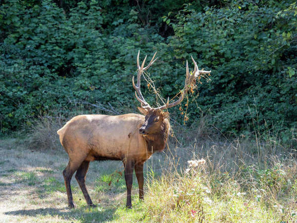 Roosevelt Elk Cervus Canadensis Roosevelti Antler Growth