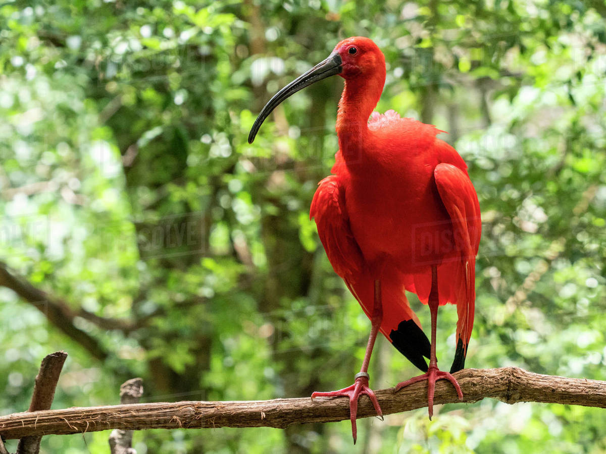 Captive scarlet ibis (Eudocimus ruber), Parque das Aves, Foz do Iguacu ...