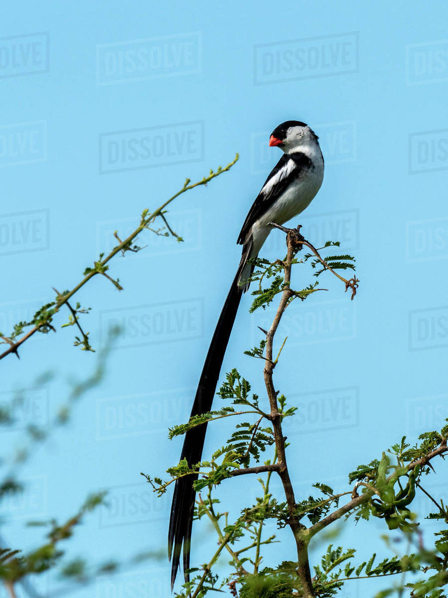 A male pin-tailed whydah (Vidua macroura), in breeding plumage in ...
