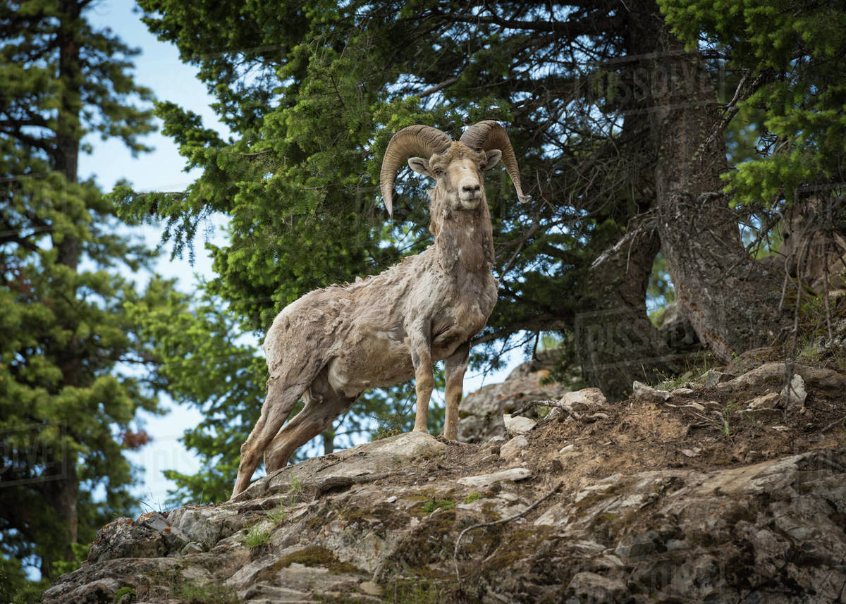Bighorn sheep ram (Ovis canadensis), Banff National Park, Alberta ...