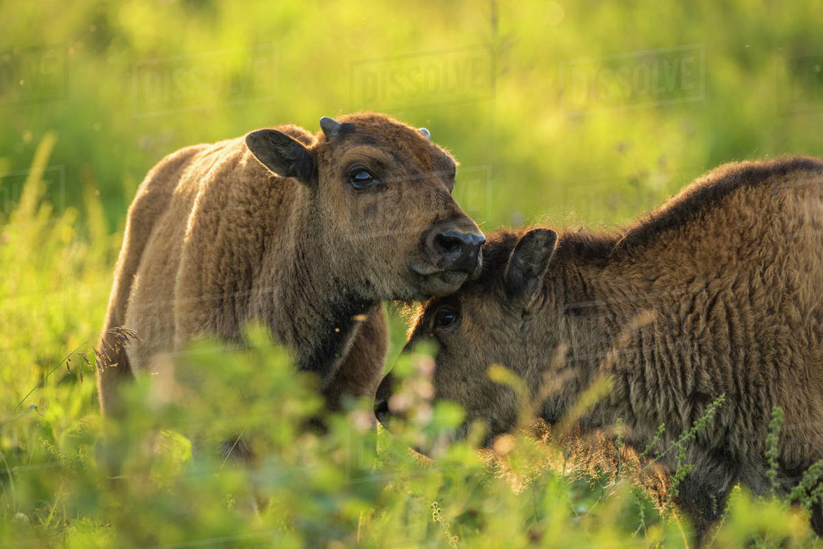 Bison calves (plains bison) in a prairie meadow at sunset, Elk Island ...