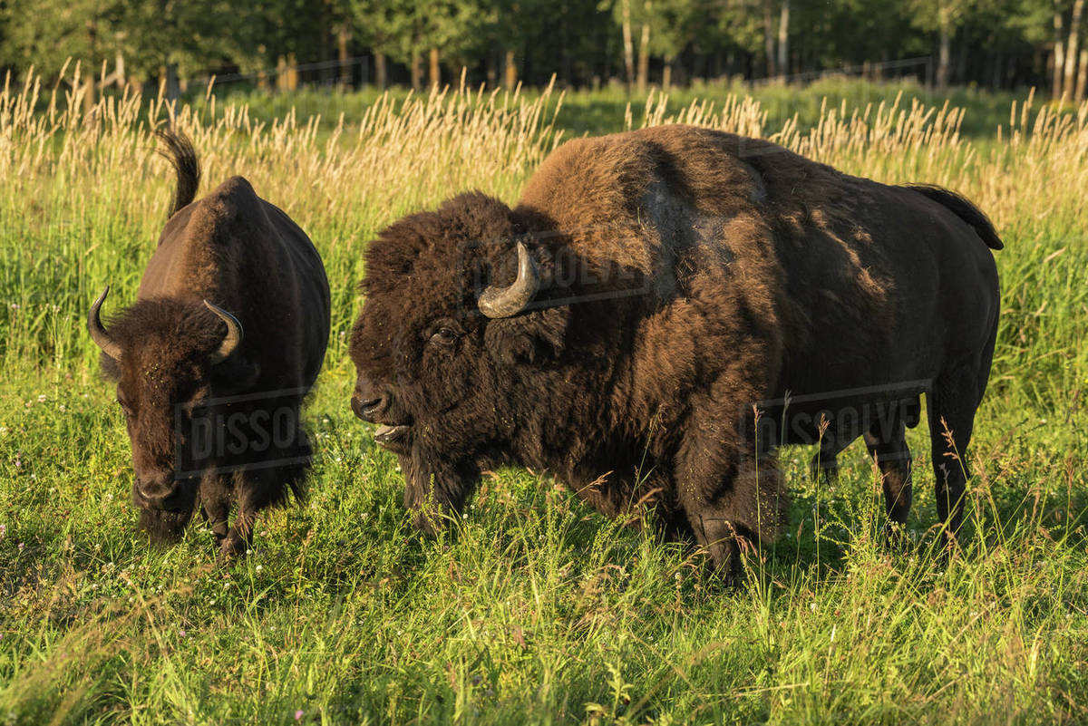 Wild male plains bison courts a female during the mating season, Elk ...