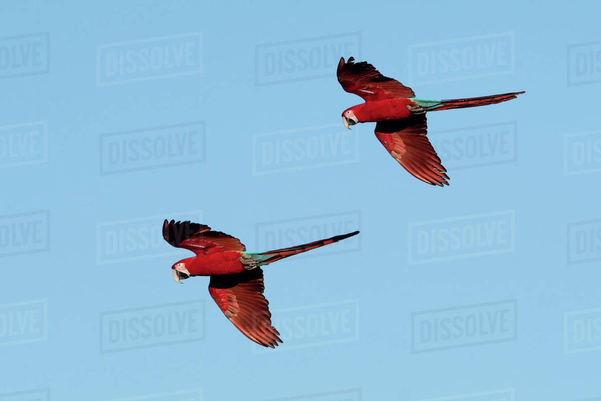 Red-and-green macaw (Ara chloropterus), Mato Grosso do Sul, Brazil ...