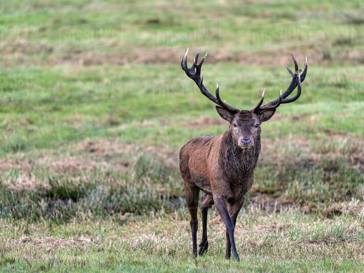 Red Deer, Killarney National Park, County Kerry, Munster, Republic of ...