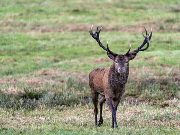 Red Deer, Killarney National Park, County Kerry, Munster, Republic of ...