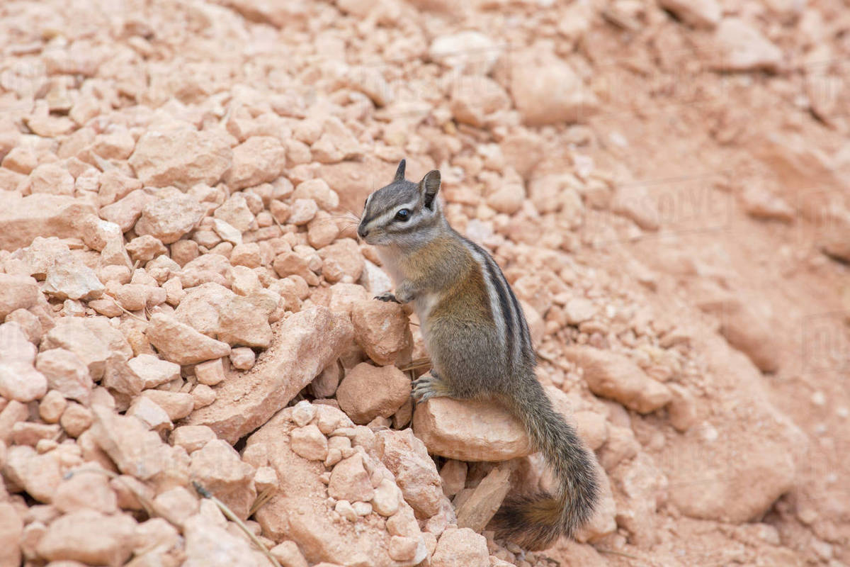 Least chipmunk (Neotamias minimus) on rocks beside the Queen's Garden ...