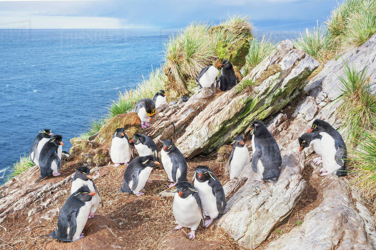 Group of rockhopper penguins (Eudyptes chrysocome chrysocome) on a ...