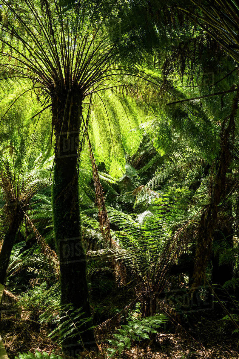 Soft tree-fern (Dicksonia antarctica), Great Otway National Park ...