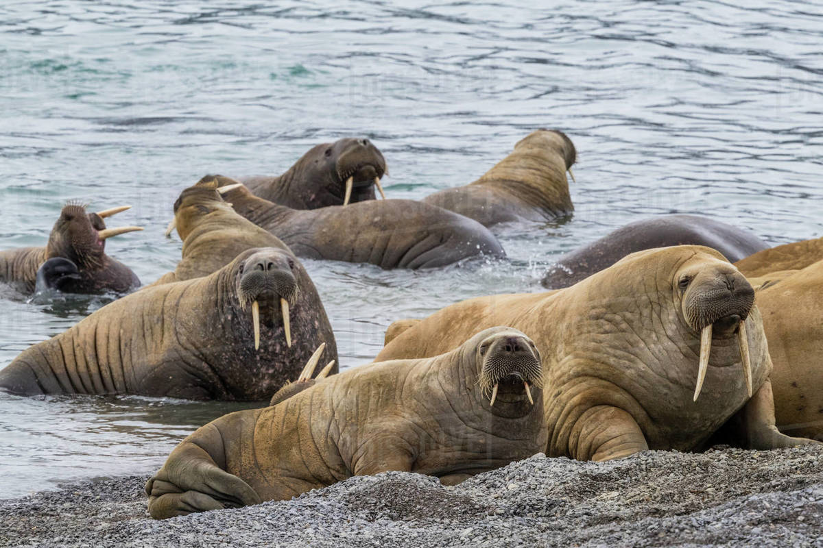 Adult Atlantic walrus (Odobenus rosmarus), on the beach in Musk Ox ...